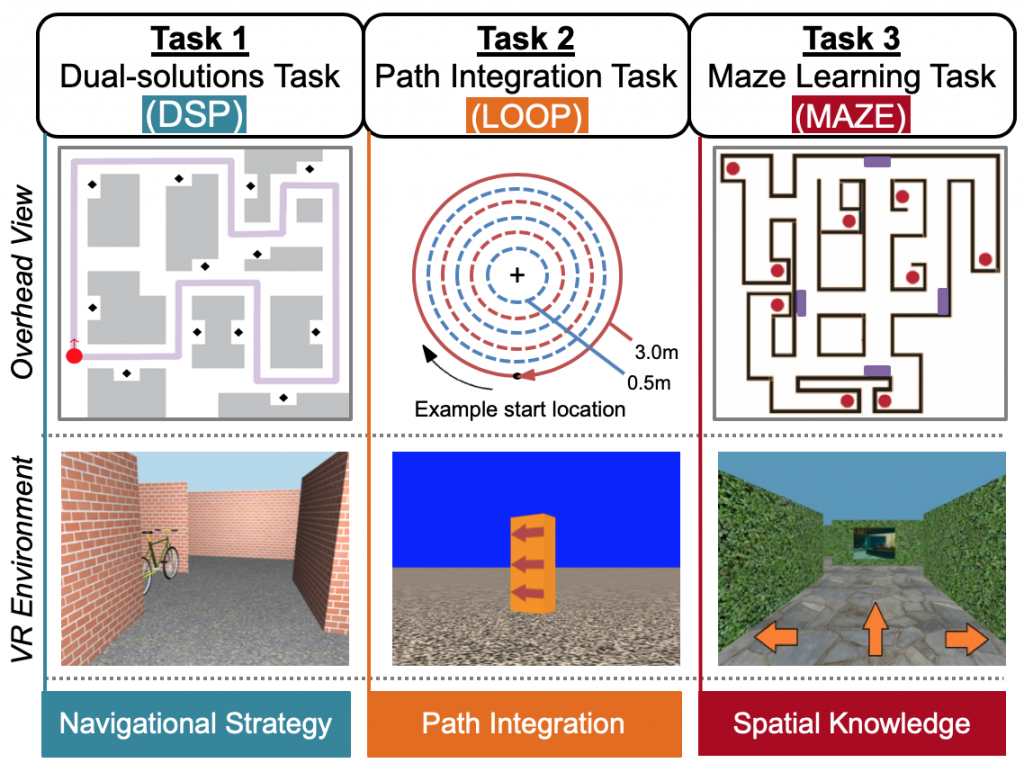 Spatial Navigation Sex Hormones And The Aging Brain Emily Jacobs